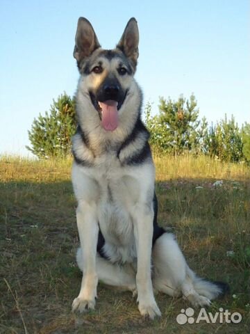 Восточноевропейская овчарка