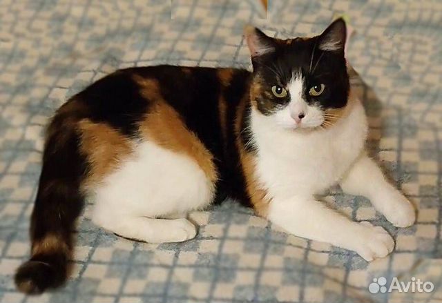 Кошка в добрые руки бесплатно