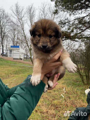 Собаки бесплатно в добрые руки щенки. Щенки умные