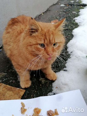 Ярко-рыжий бродяга