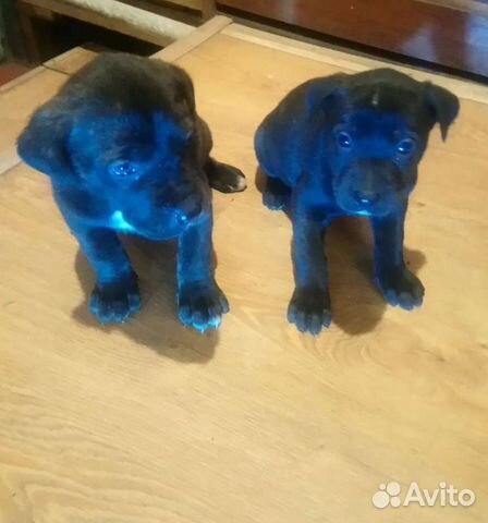 Собаки щенки