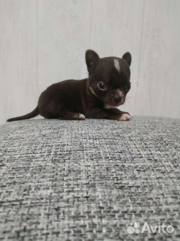 Чихуахуа эксклюзив