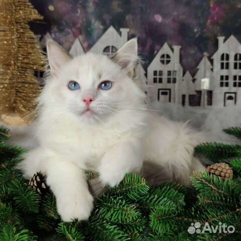 Надин, рэгдолл, с документами