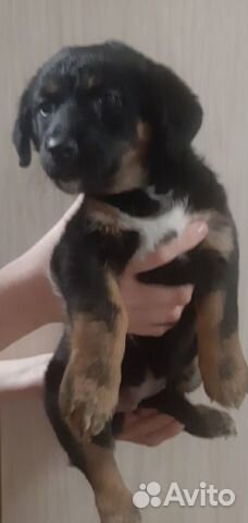 Щенок Кукла