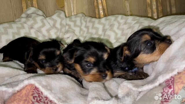 Йоркширский терьер