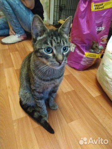 Умная кошка Шипучка ищет дом