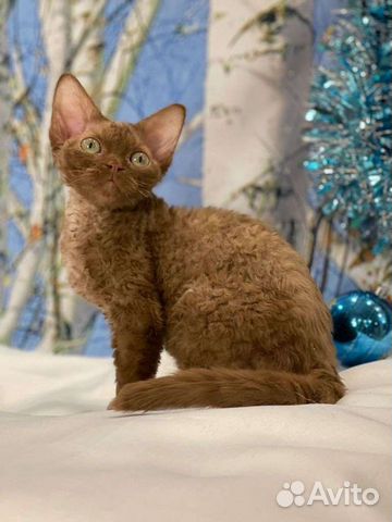 Девон-рекс кудряшка