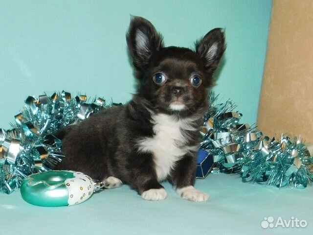 Харли - малыш чихуахуа