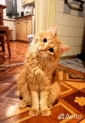 Кот для вязки
