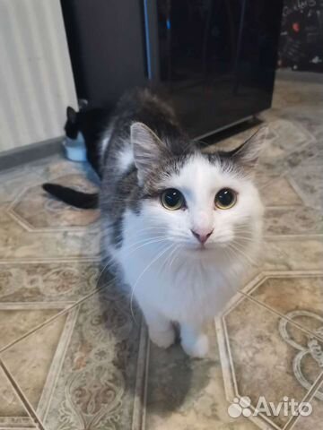 Пушистое чудо ищет хозяев