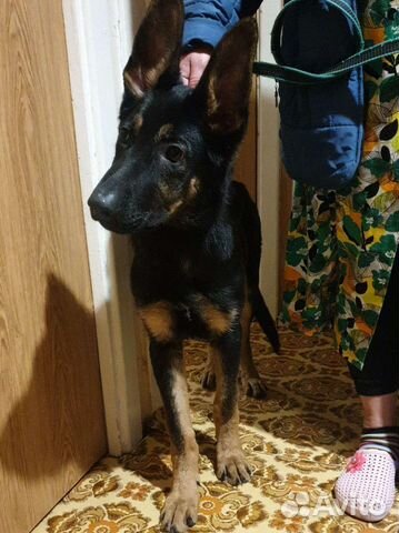 Немецкая овчарка