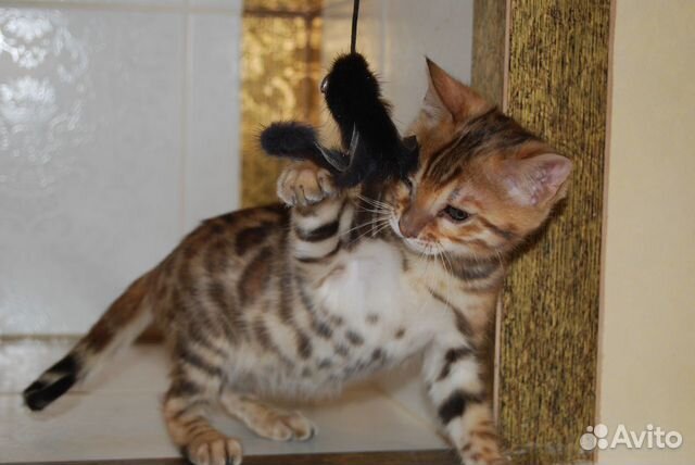 Бенгальские котята
