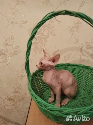 Кошки. Канадский сфинкс