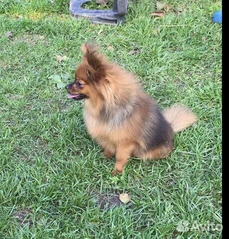 Очаровательная "Ши"