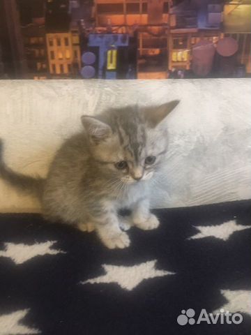 Шотландская кошка