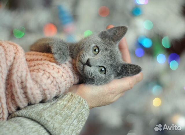 Русские голубые котята девочки