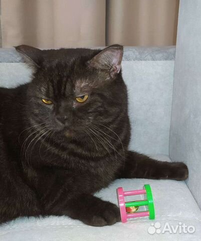 Кот британец шоколадный