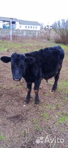 Продаются 2 быка