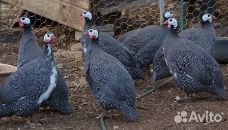 Цесарки. Обмен