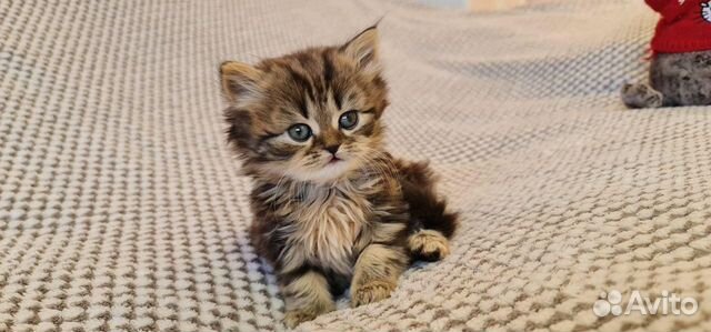 Ласковый шотландский котик