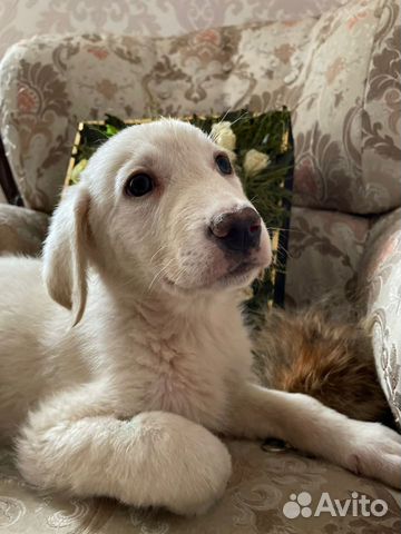 Щенки в добрые руки