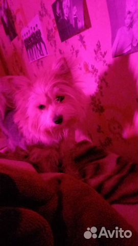 Собака в добрые руки йоркширский терьер мешенка со