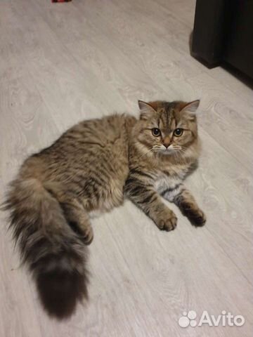 Отдам кошку в добрые руки