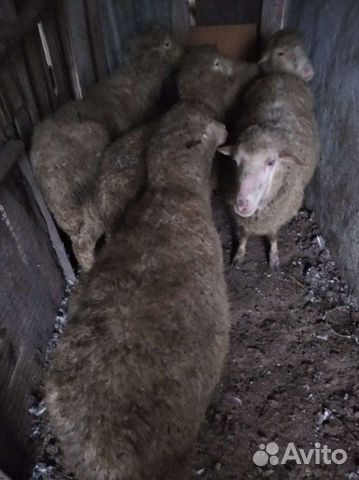 Овцы барашки