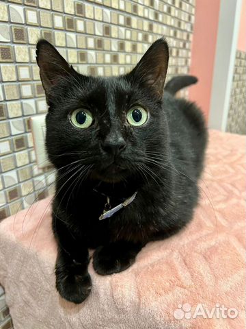 Котик Тео 5 лет