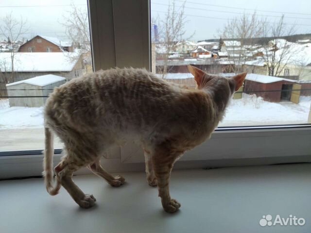 Кот Корниш-рекс