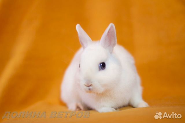 Кролик гармелин мальчик белый голубоглазый