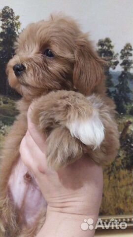 Мальтипу mini