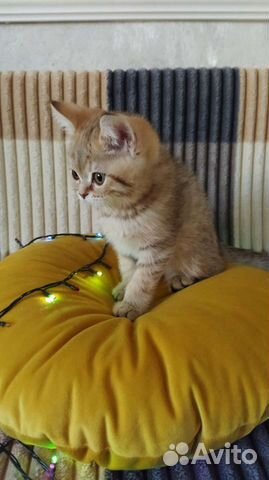 Шотландские котята