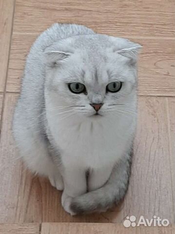 Шотландская Кошечка вязка