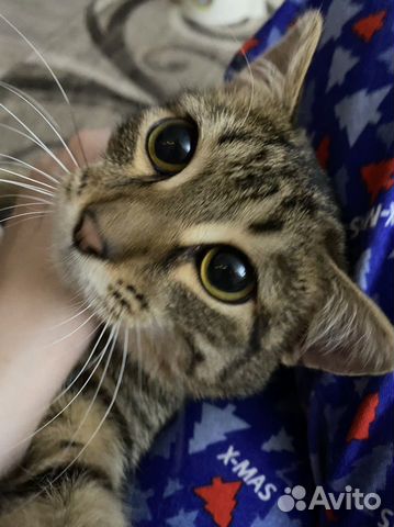 Кот Кеша очень ищет дом Живет в коробке в подьезде