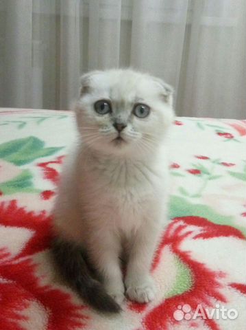 Коты