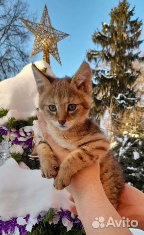 Кошка чаузи ф1