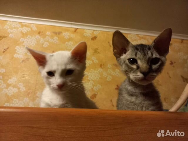 Котята полусфинксы