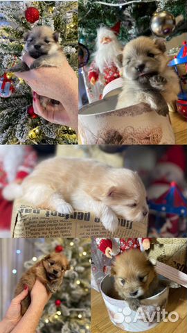 Щенки шпица