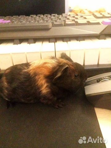 Морская свинка мальчик скинникариер