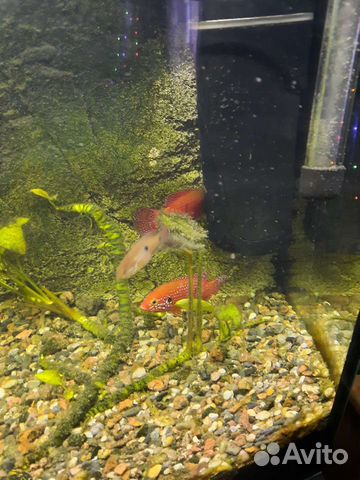 Хромис красавец