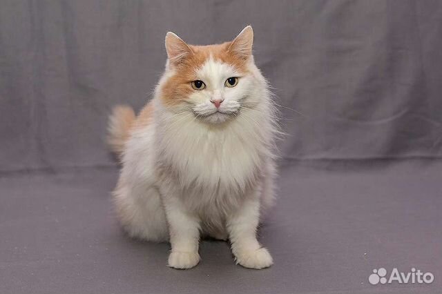 Кошка Злата в добрые руки