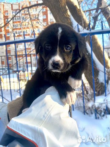 Щенок в добрые руки