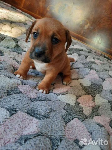 Джек рассел терьер +Такса