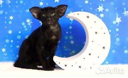 Ориентальная экстрим