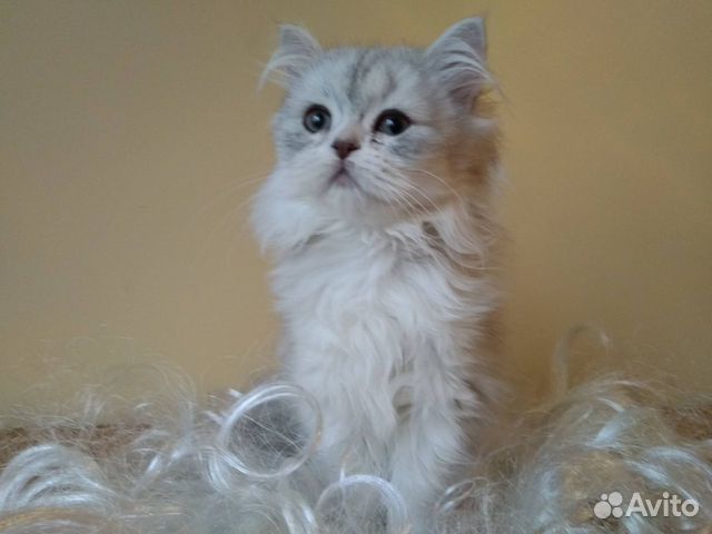 Кошечка