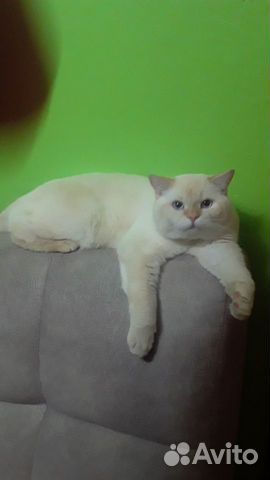 Шотландский прямоухий кот, крем-поинт страйт, вязк