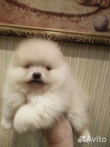 Померанцы мини мишки