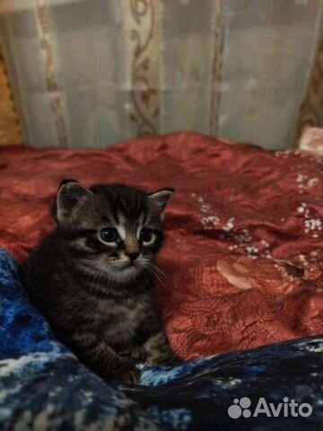 Британский кот