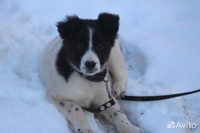 Мальчик-щенок в хорошие руки